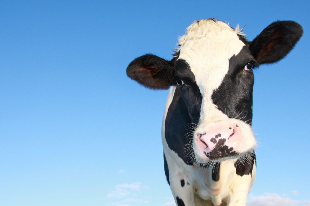 Apocalypse Cow: documentary's vision for the future of food could leave ...